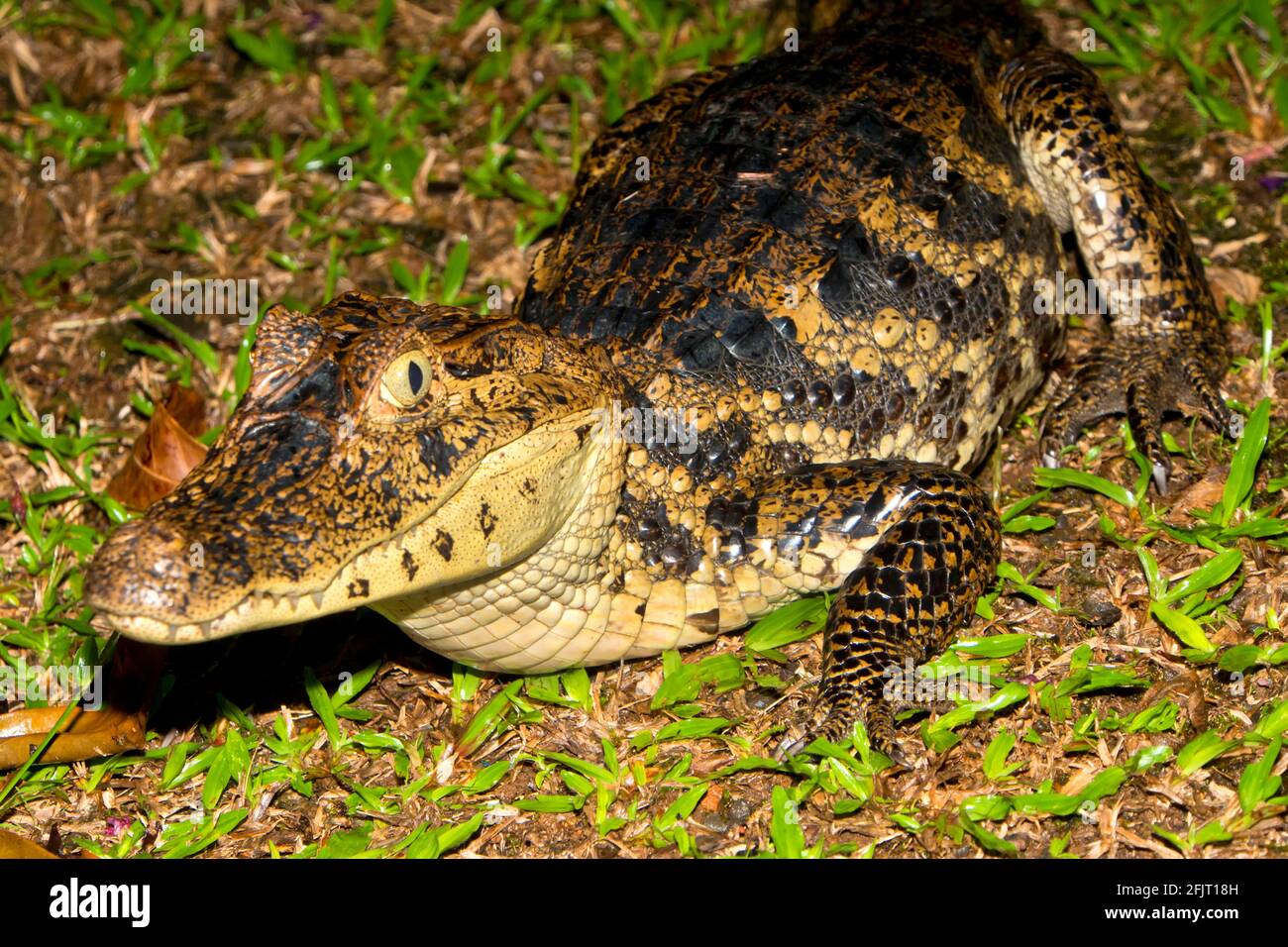 Spectacled Caiman, White Caiman, Common Caiman, Caiman crocodilus ...