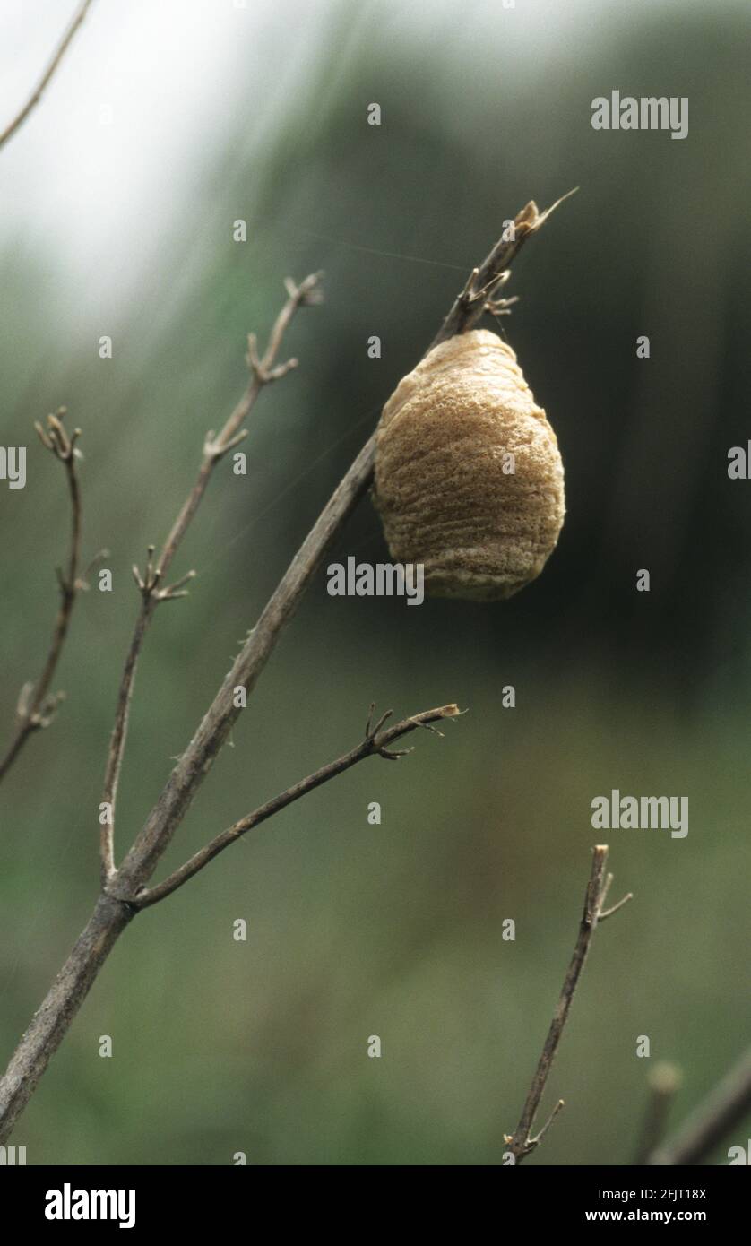 Ootheca of praying mantis hi-res stock photography and images - Alamy