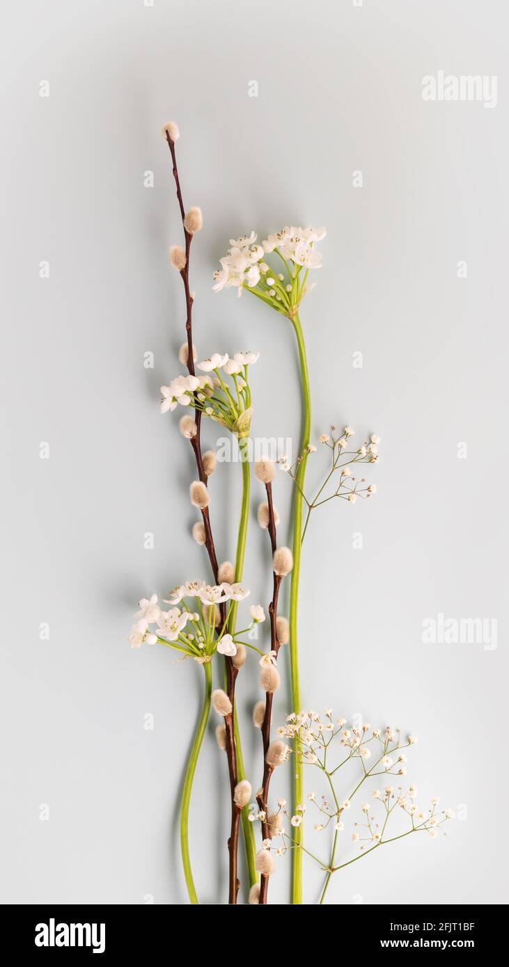 Vertical spring flower banner with willow twigs and alyssum on a blue ...