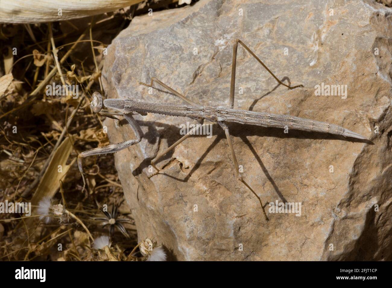 The European mantis (Mantis religiosa) is a large hemimetabolic insect ...