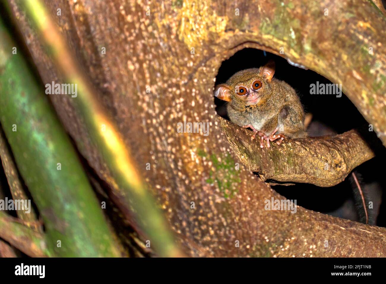 Tarsier, Spectral Tarsier, Tarsius tarsier, Tangkoko Nature Reserve ...