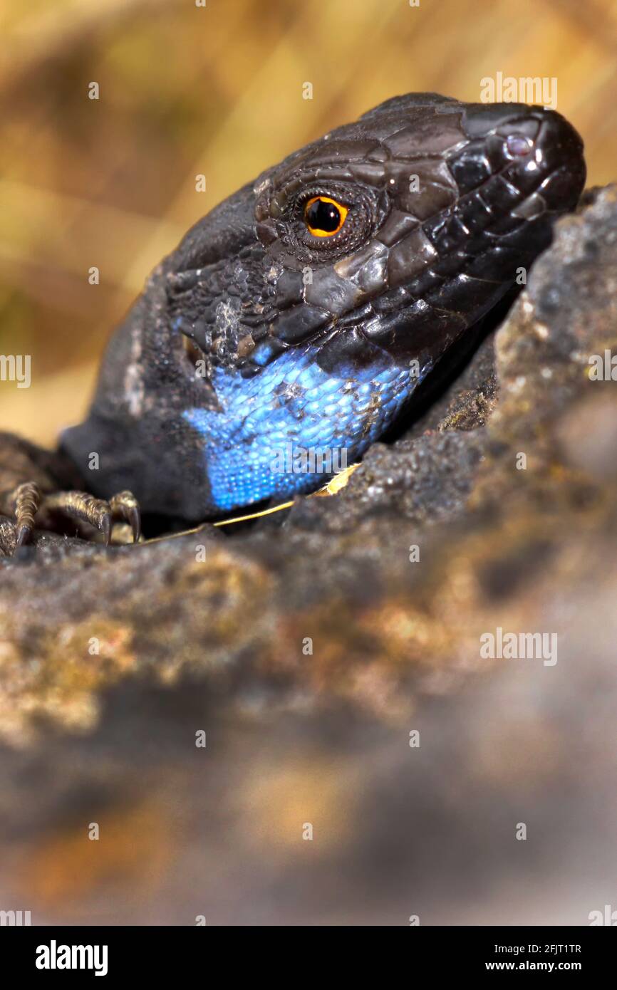 La Palma lizard, Sizeable lizard, Wall lizard, Lagarto Tizón, Gallotia ...