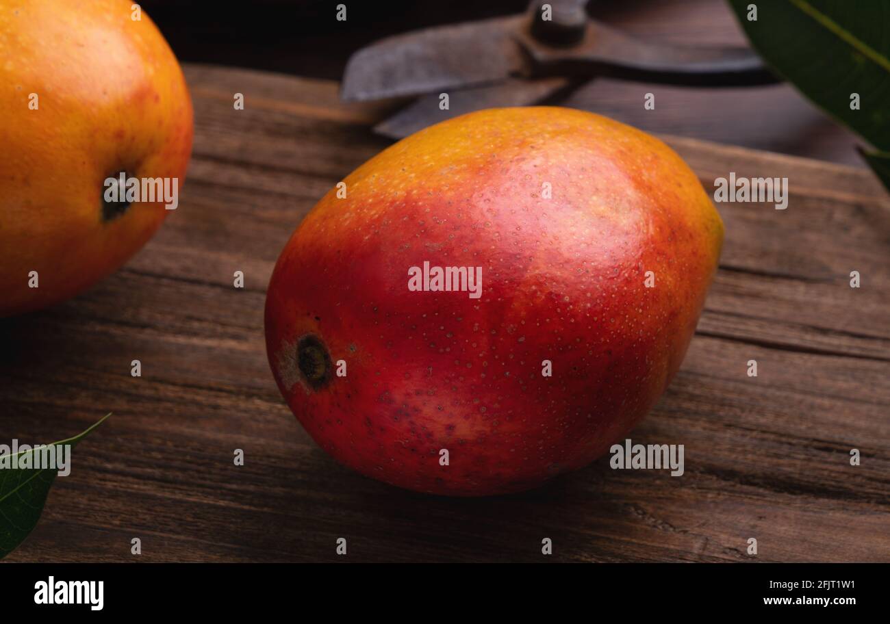 Mango. Close up of fresh ripe mango fruit on a bamboo sieve over dark ...