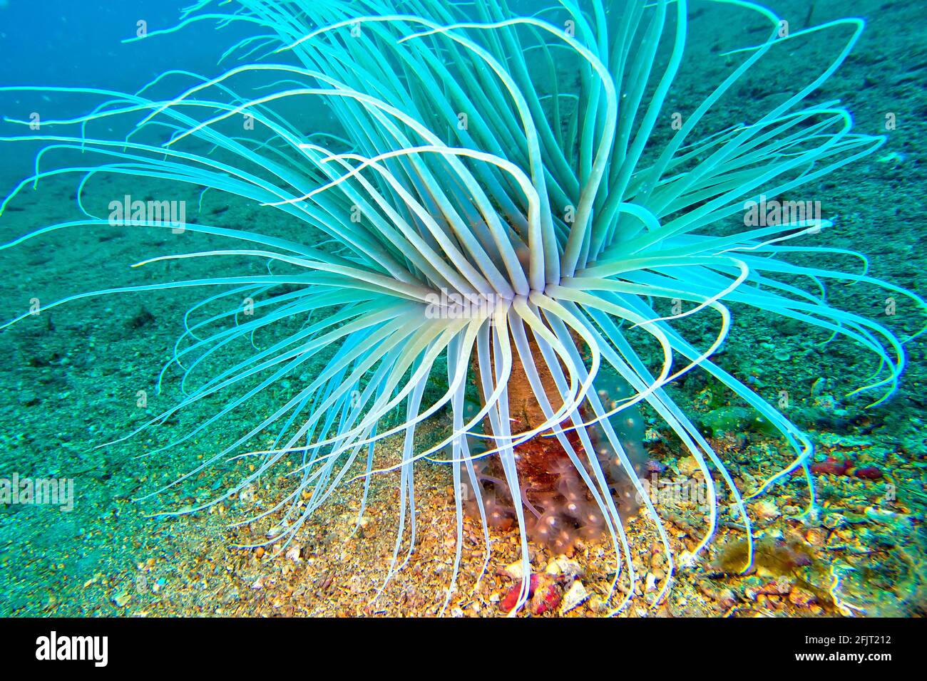 Tube-dwelling Anemone, Ceriantharia, Cerianthus membranaceus, Cabo Cope ...