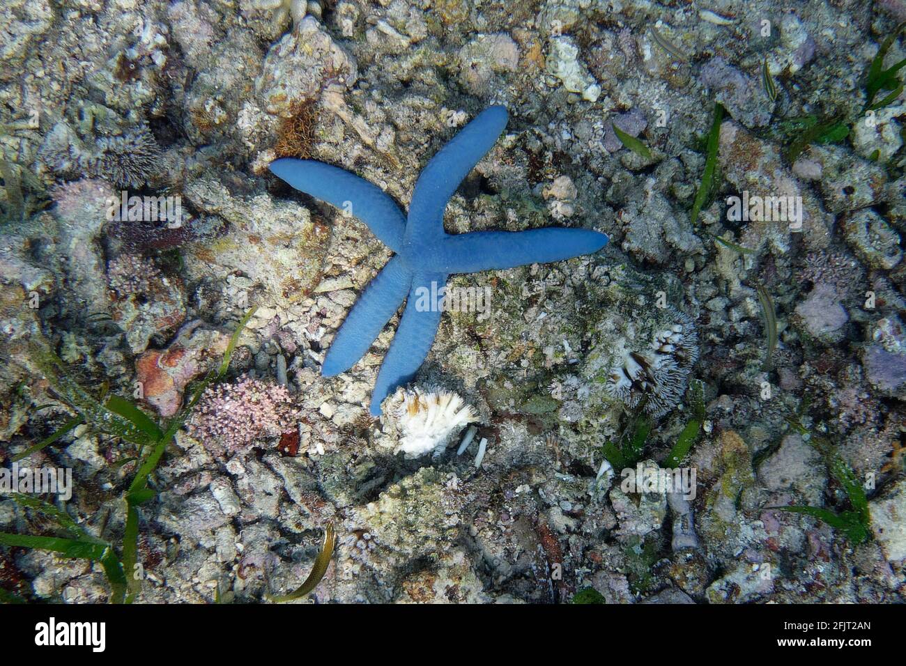 Blue Linckia or Blue star (Linckia laevigata), Bunaken Island, Sulawesi ...