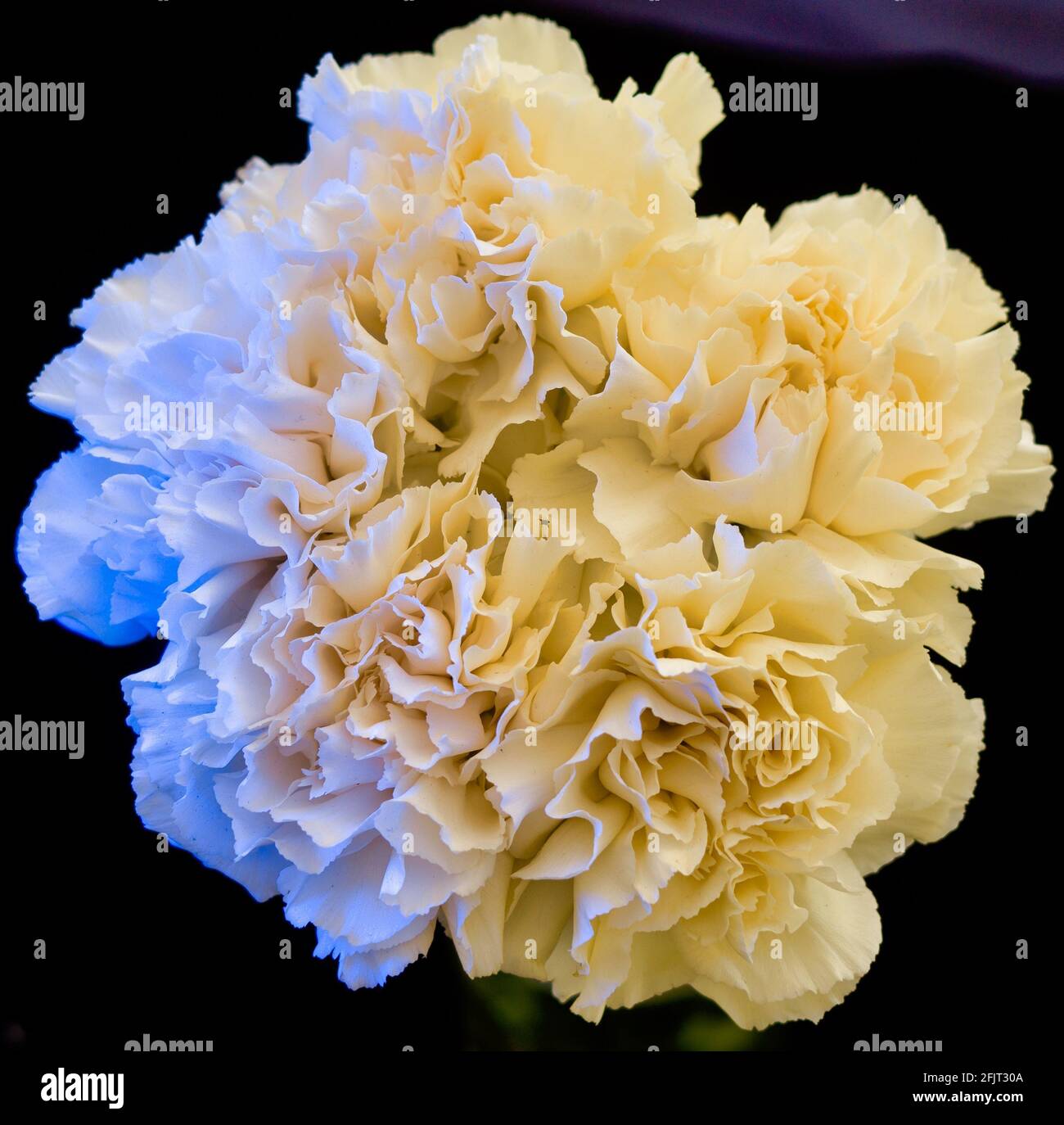 Different types of carnations natural or color lighting on are also ...