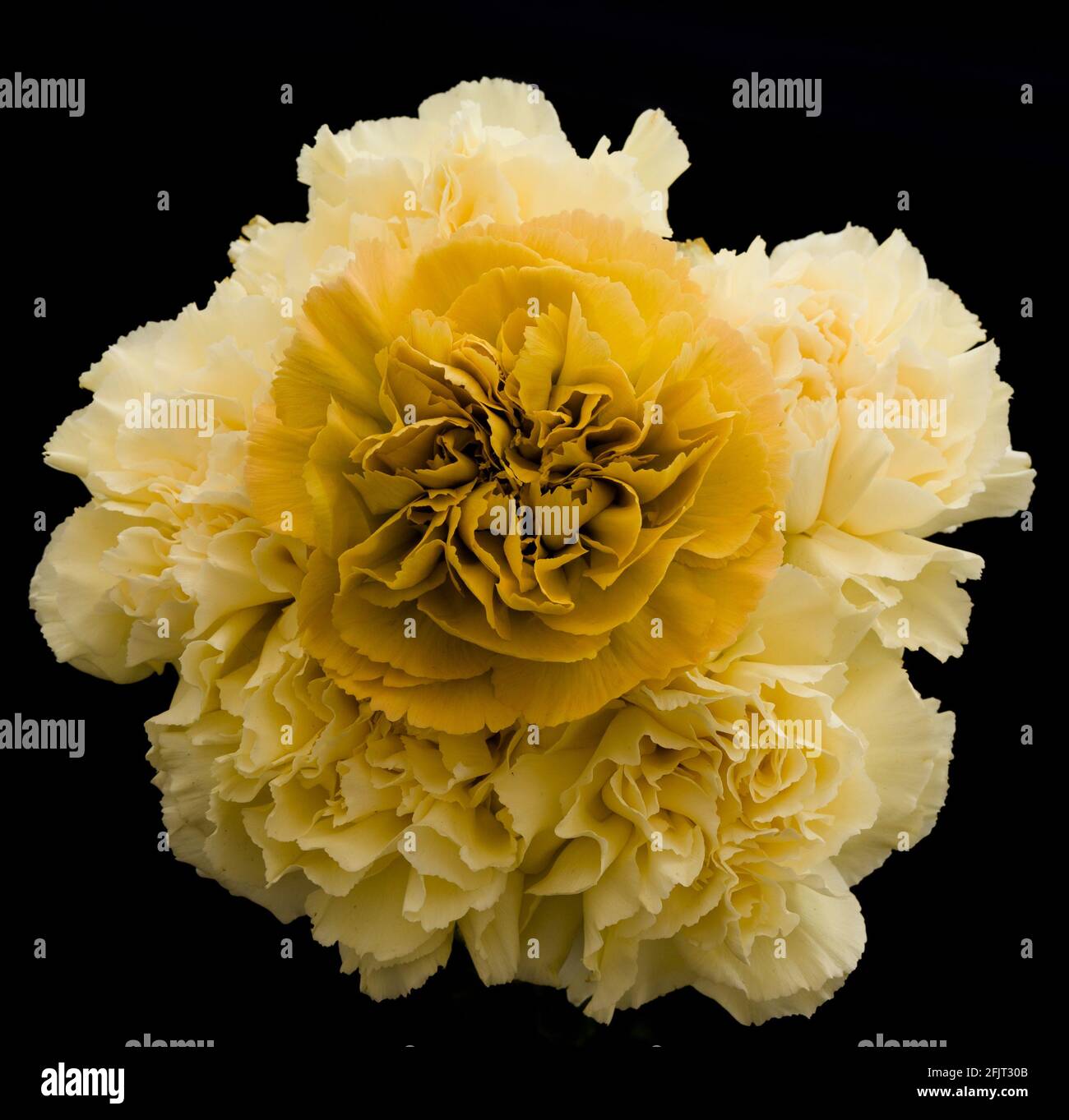 Carnation types hi-res stock photography and images - Alamy