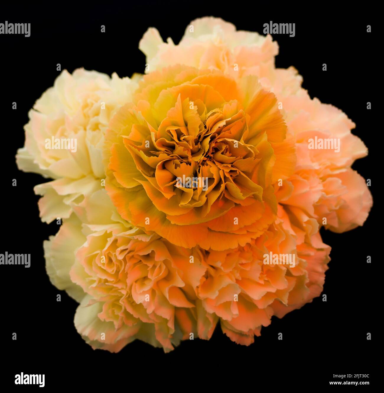 Different types of carnations natural or color lighting on are also ...