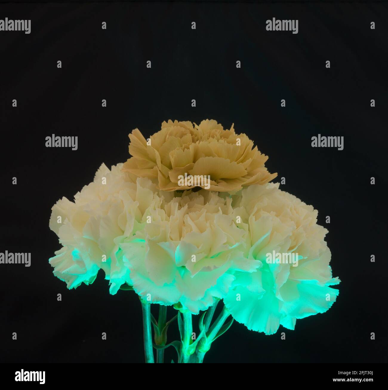 Different types of carnations natural or color lighting on are also ...