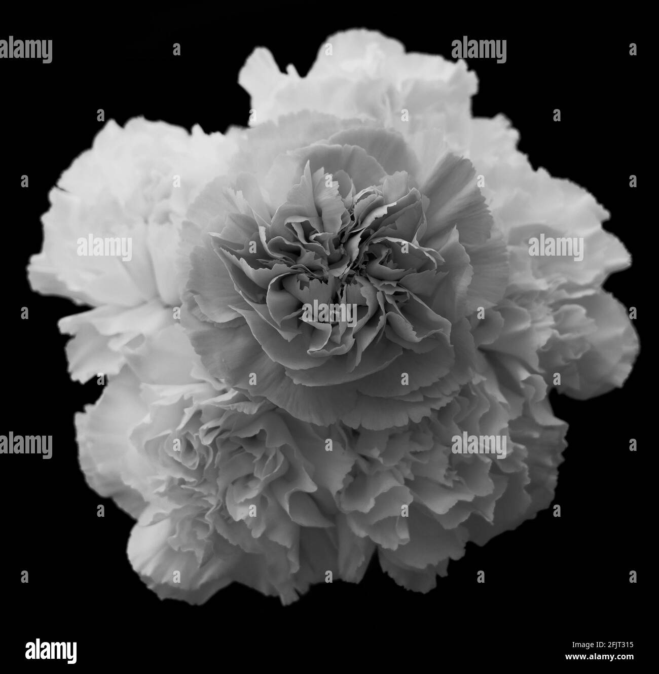 Different types of carnations natural or color lighting on are also ...