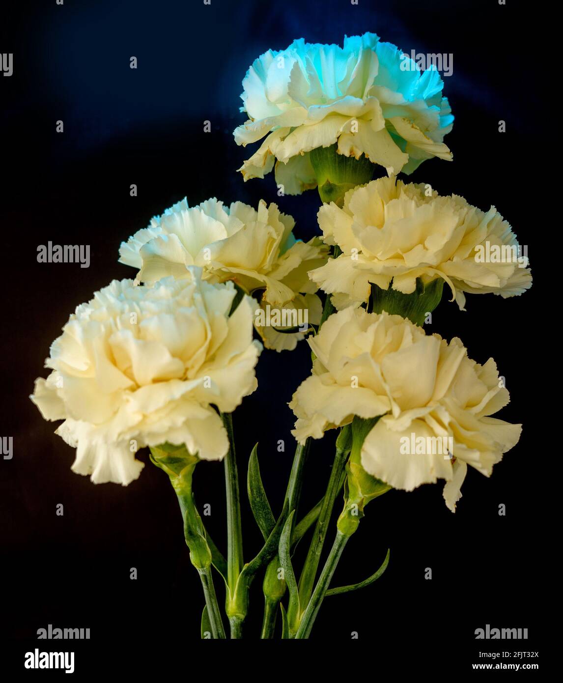 Different types of carnations natural or color lighting on are also ...