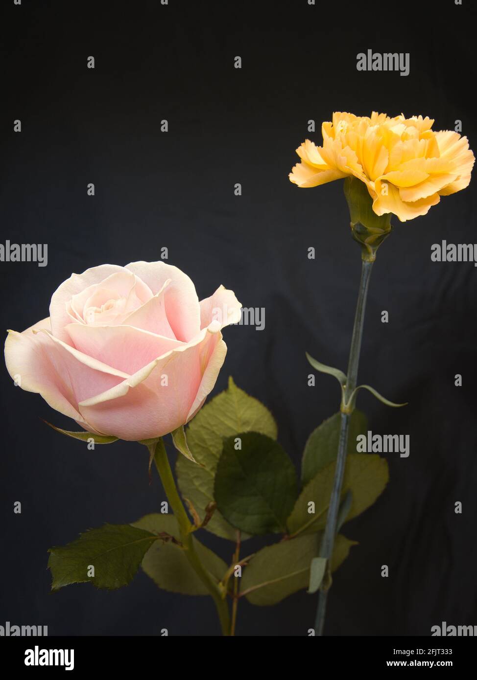 Pink rose with black background Stock Photo - Alamy