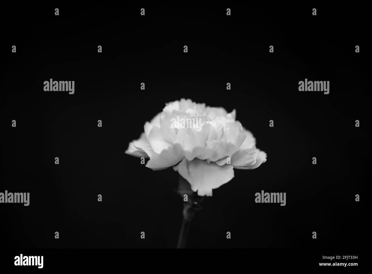 Different types of carnations natural or color lighting on are also ...