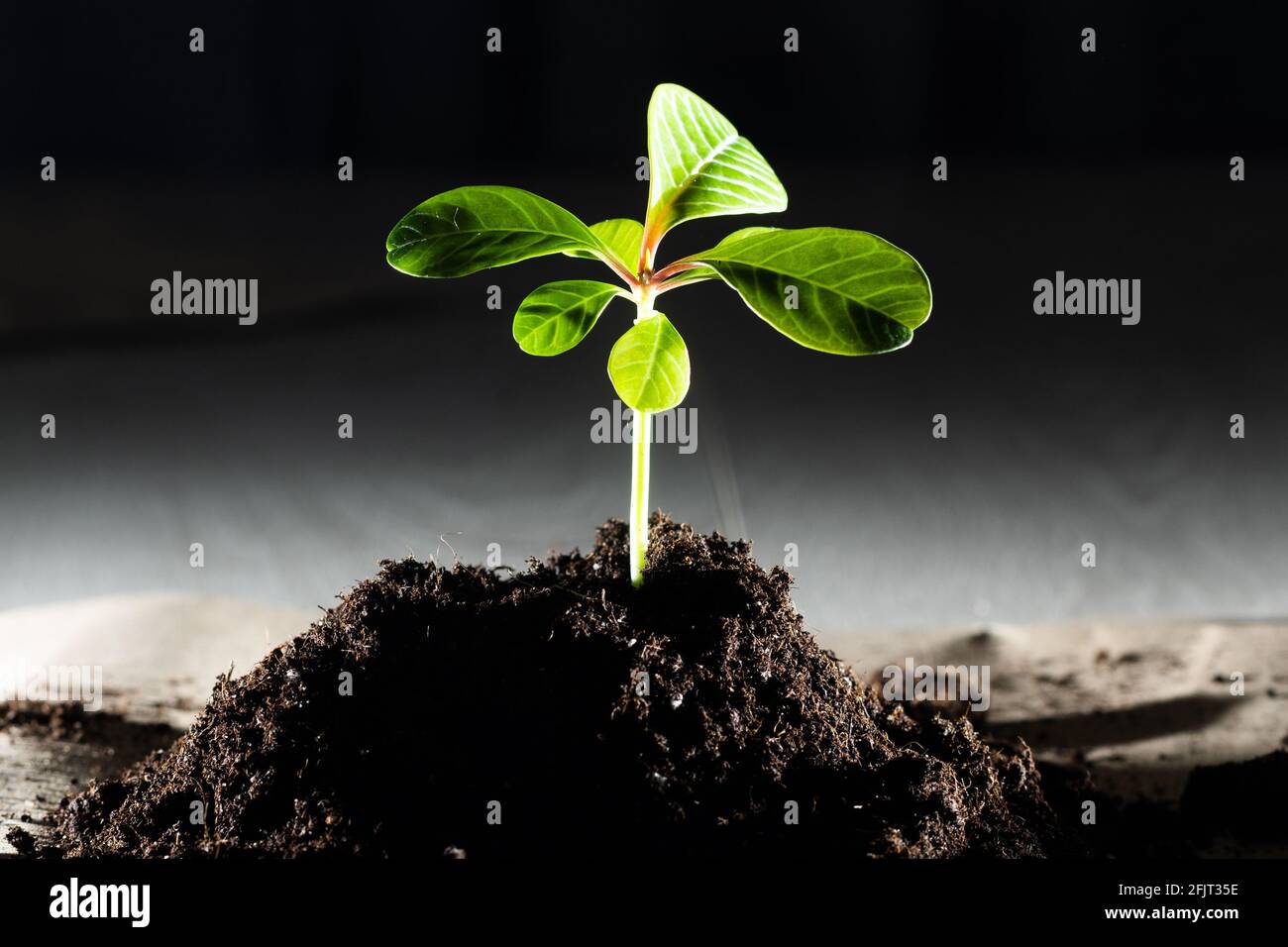 Green sprout growing from ground. Dewy young leaves sprouting plants ...