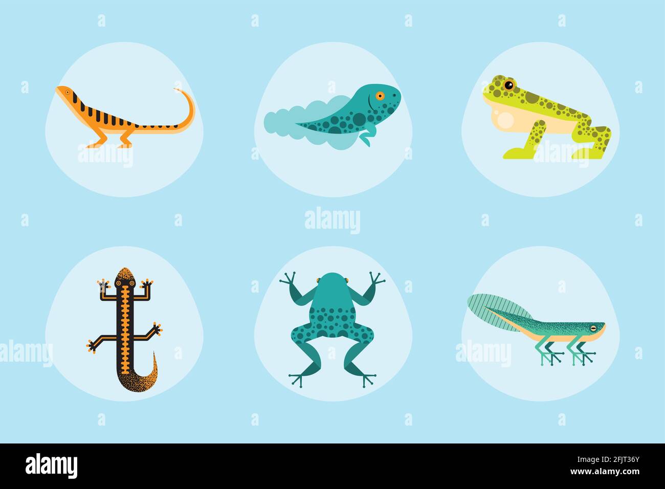 Amphibious creatures Stock Vector Images - Alamy