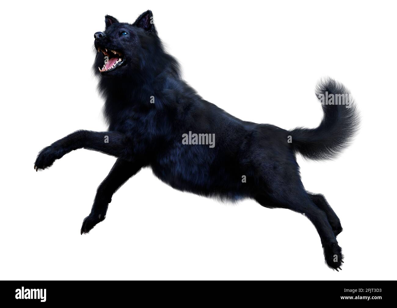 3D rendering of a black wolf isolated on white background Stock Photo ...