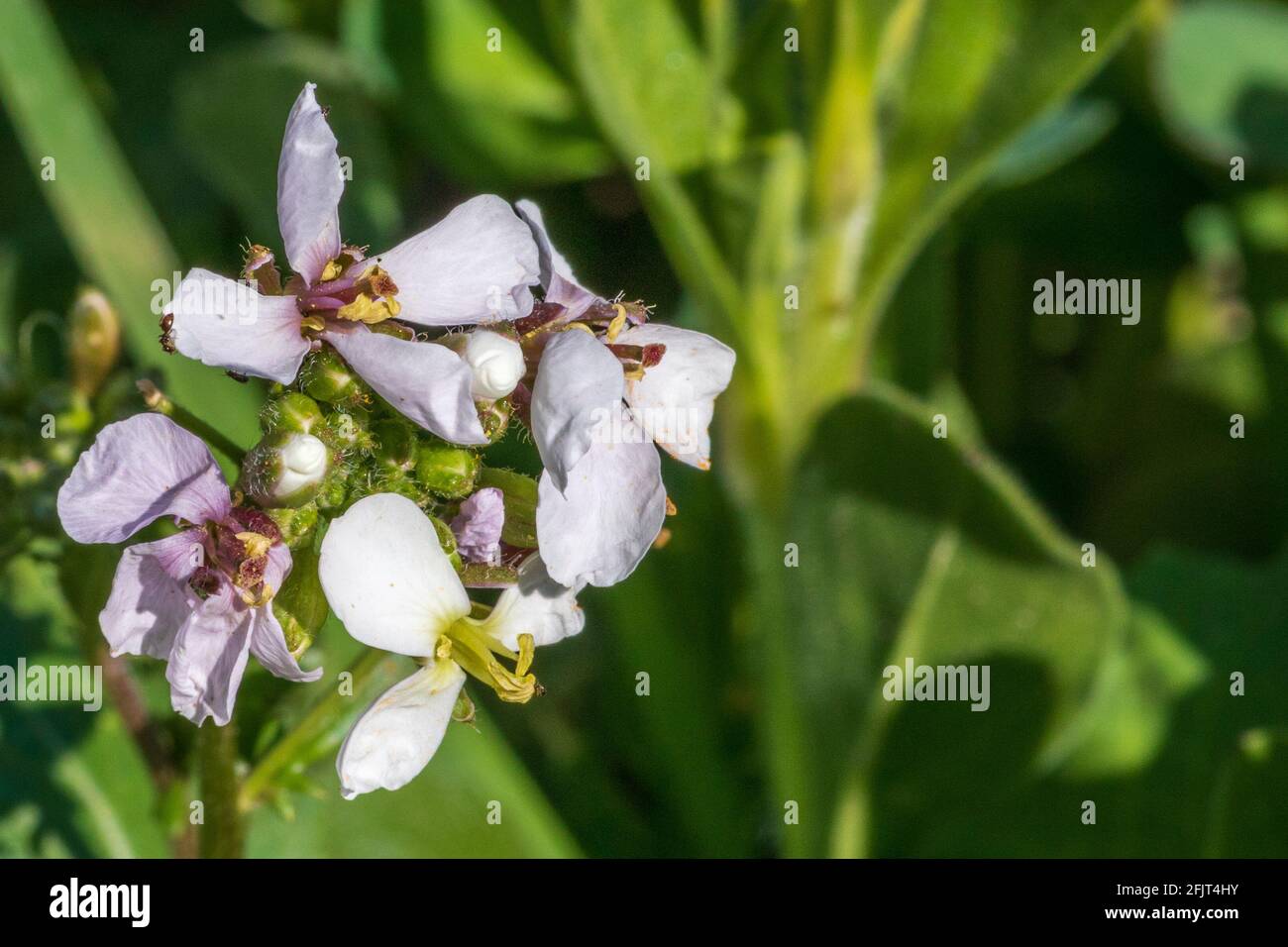 Diplotaxis erucoides, White Wild Rocket Plant in Flower Stock Photo - Alamy