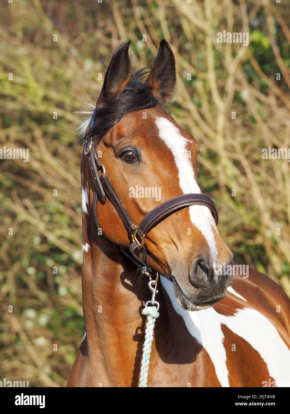 Skewbald pony headshot hi-res stock photography and images - Alamy