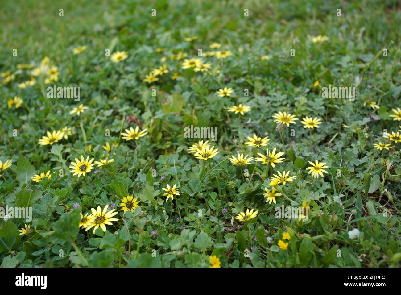 A cluster of Golden Aster flowers in a garden Stock Photo - Alamy