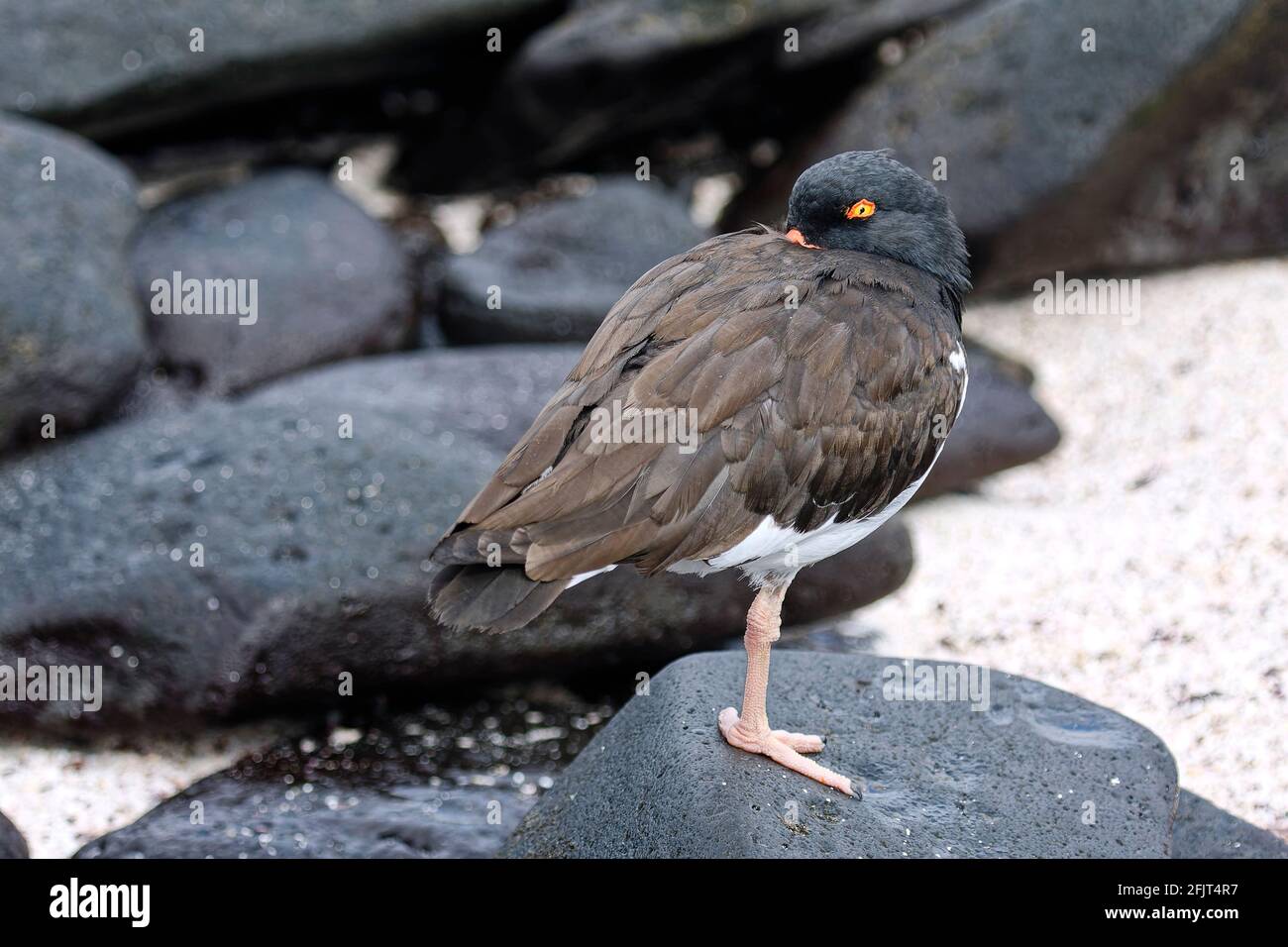 Feathers On Rock High Resolution Stock Photography and Images - Alamy