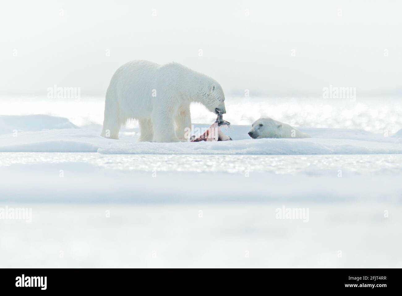 White polar bear on drifting ice with snow feeding on killed seal ...