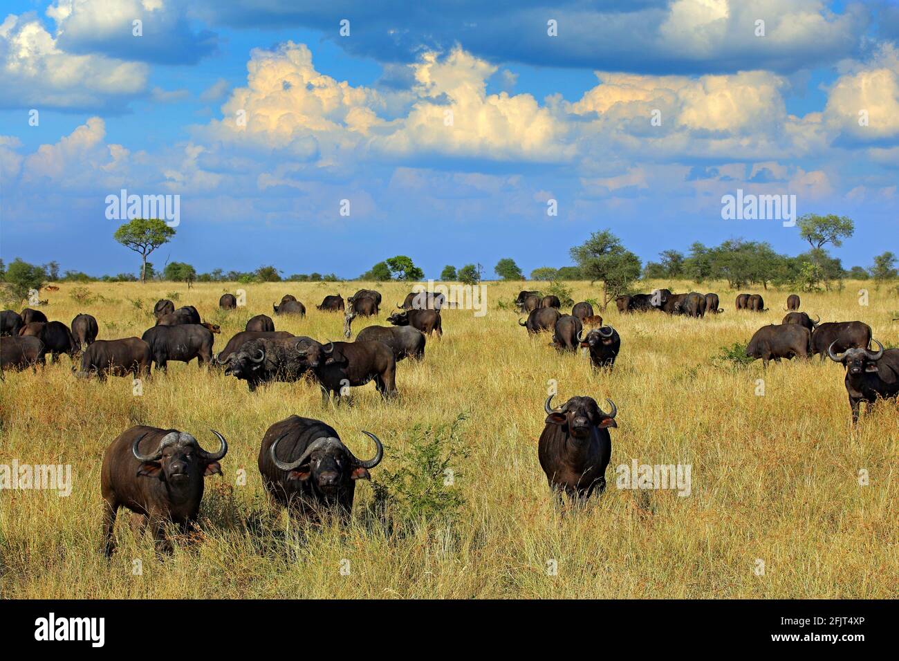 Herd of African buffalo on the meadow, big animal in the nature habitat ...