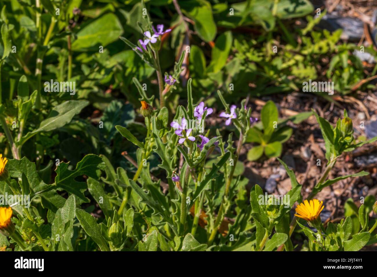 Matthiola parviflora hi-res stock photography and images - Alamy