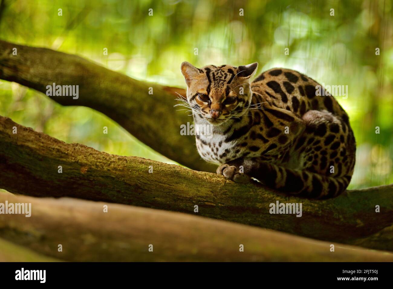 Margay hi-res stock photography and images - Alamy
