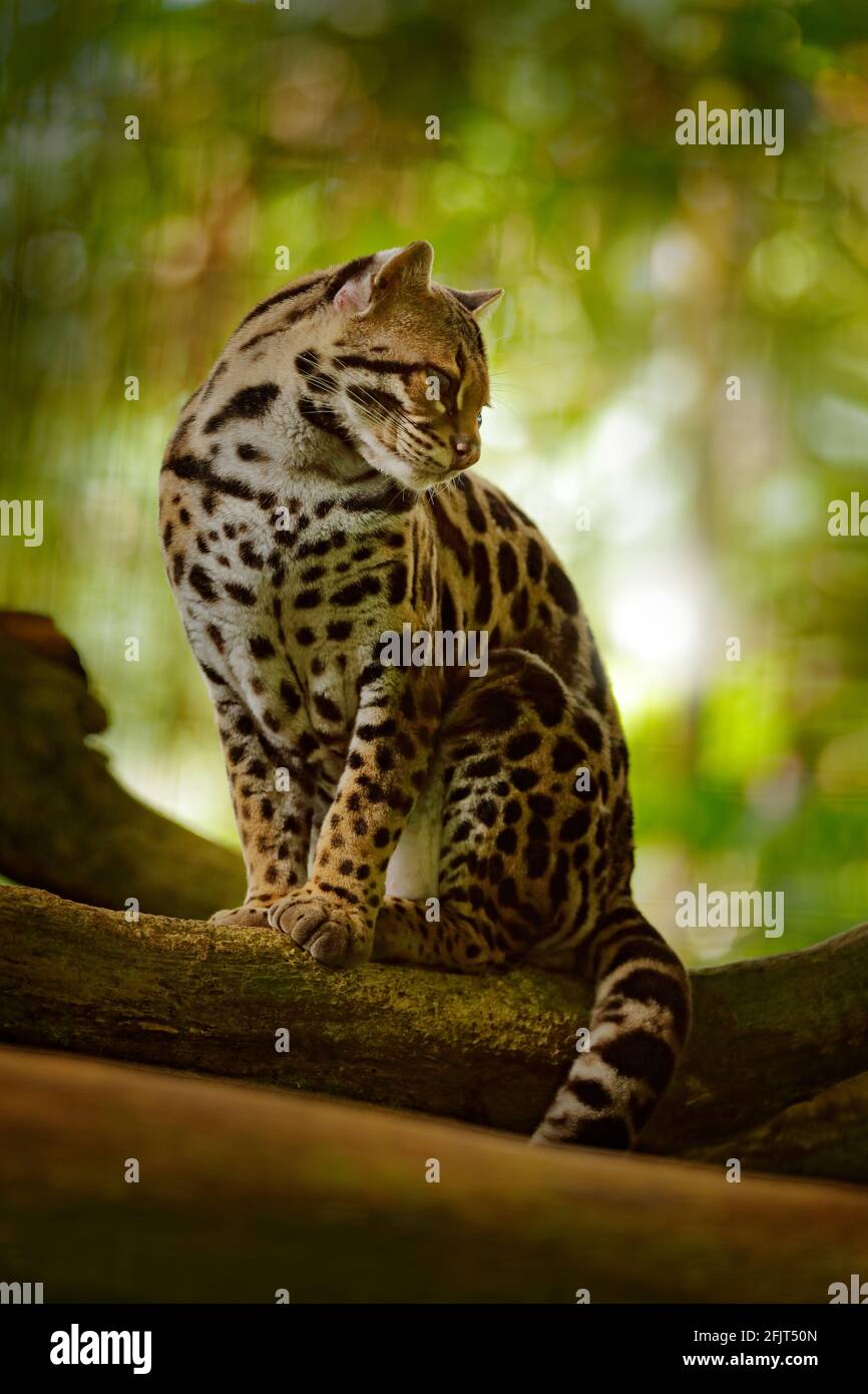 Margay hi-res stock photography and images - Alamy