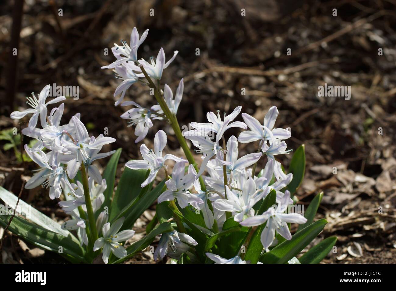 White squill scilla hi-res stock photography and images - Alamy