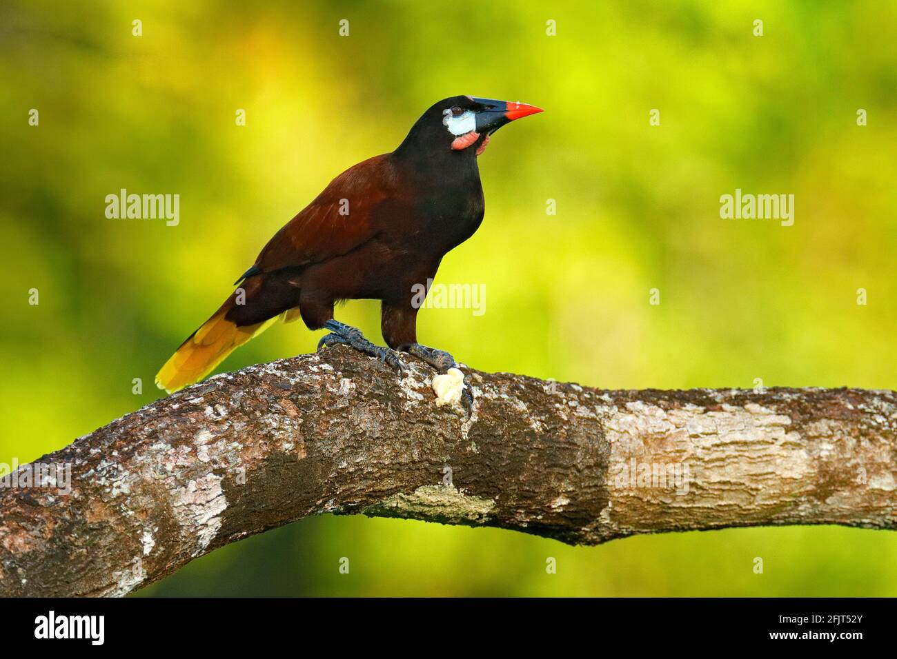 Montezuma Oropendola, Psarocolius montezuma, portrait of exotic bird ...