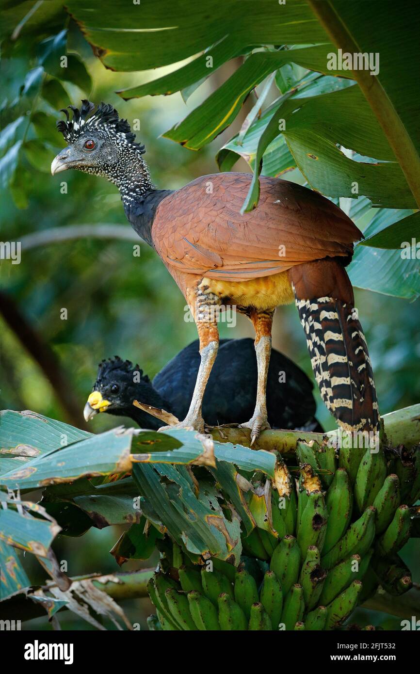 Wattled curassow hi-res stock photography and images - Alamy