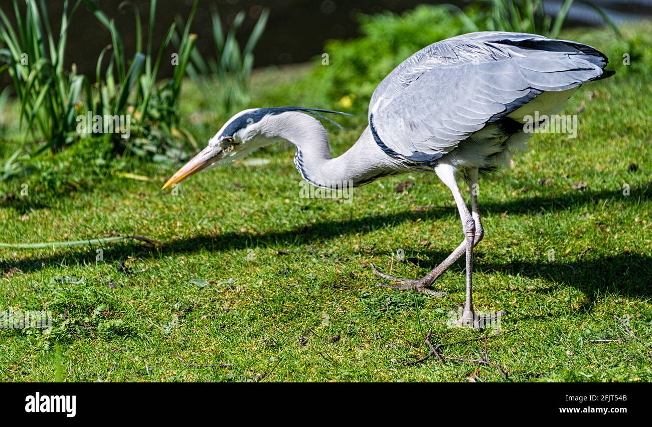 Wildlife heron london portrait hi-res stock photography and images - Alamy