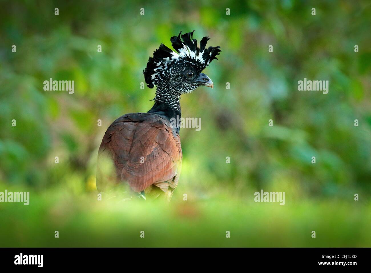 Wattled curassow hi-res stock photography and images - Alamy