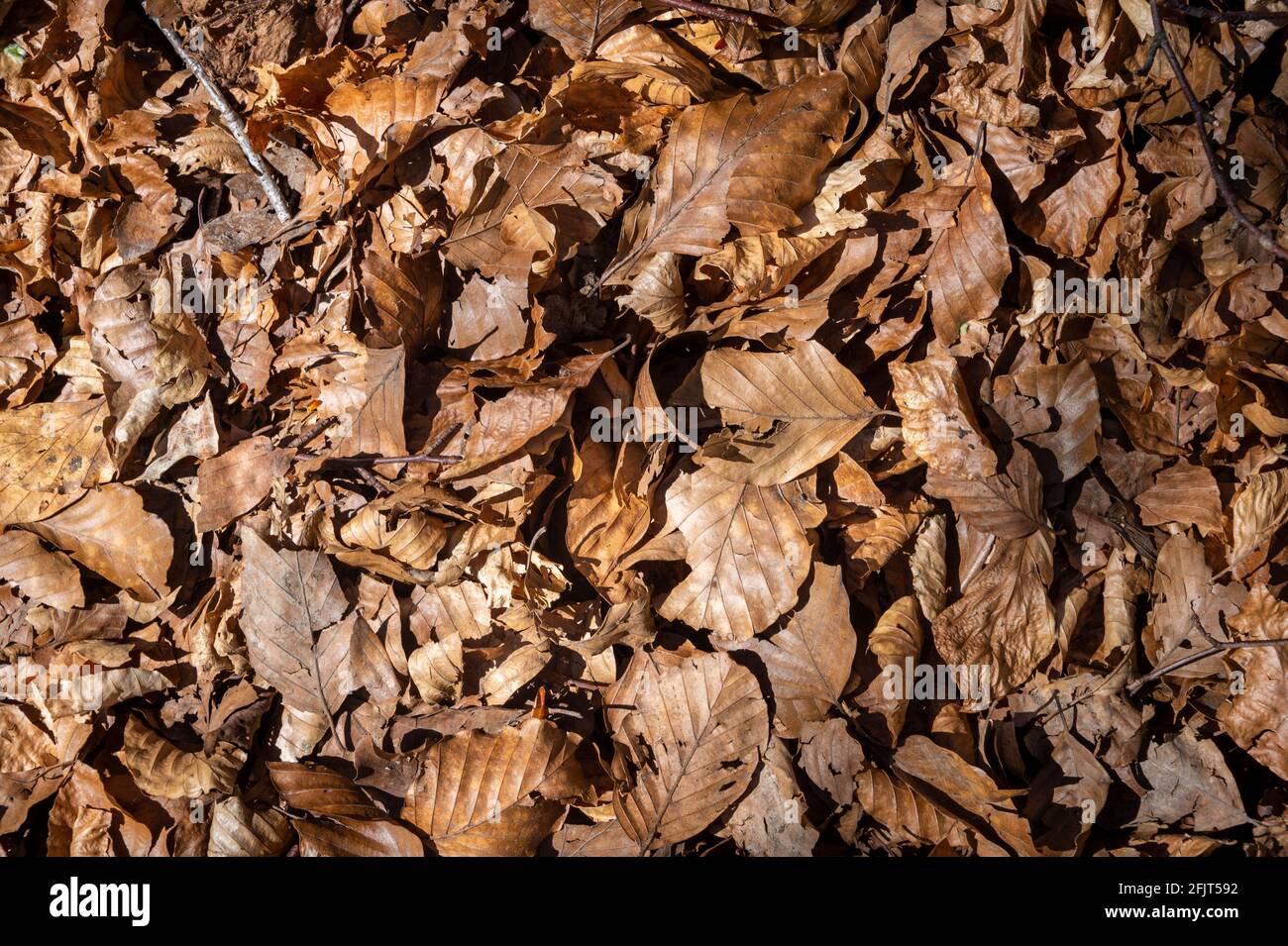 fallen leaves on a forest floor. Dried leaves background Stock Photo ...