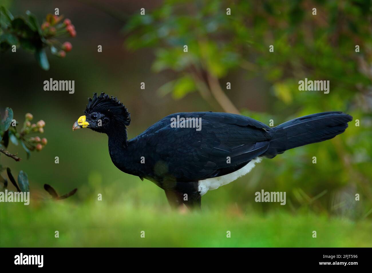 Great Curassow, Crax rubra, big black bird with yellow bill in the ...