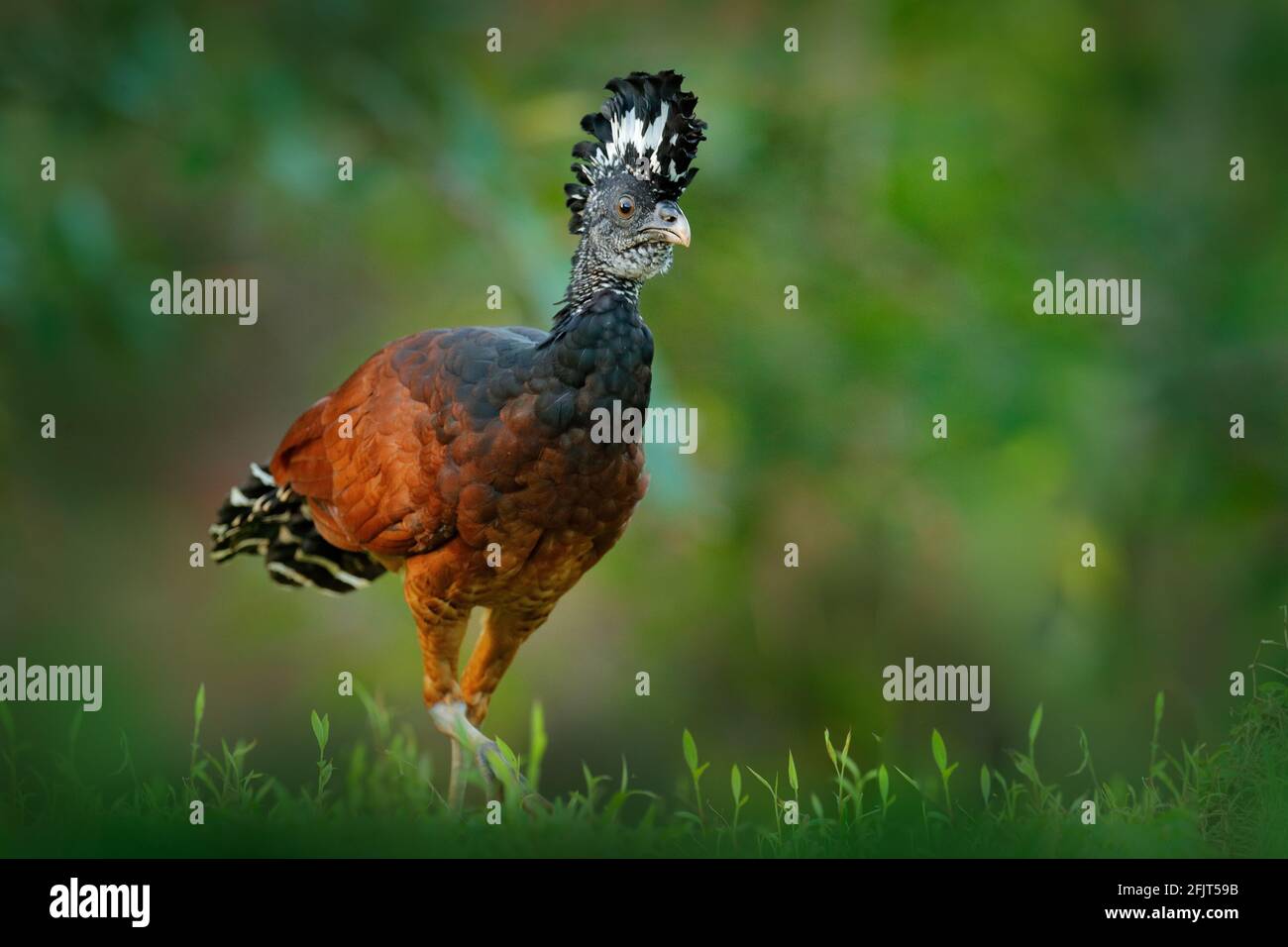 Wattled curassow south america hi-res stock photography and images - Alamy