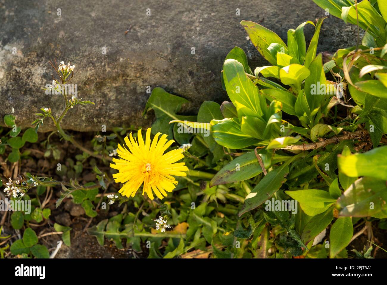 Dandelion flowering by a garden step Stock Photo - Alamy