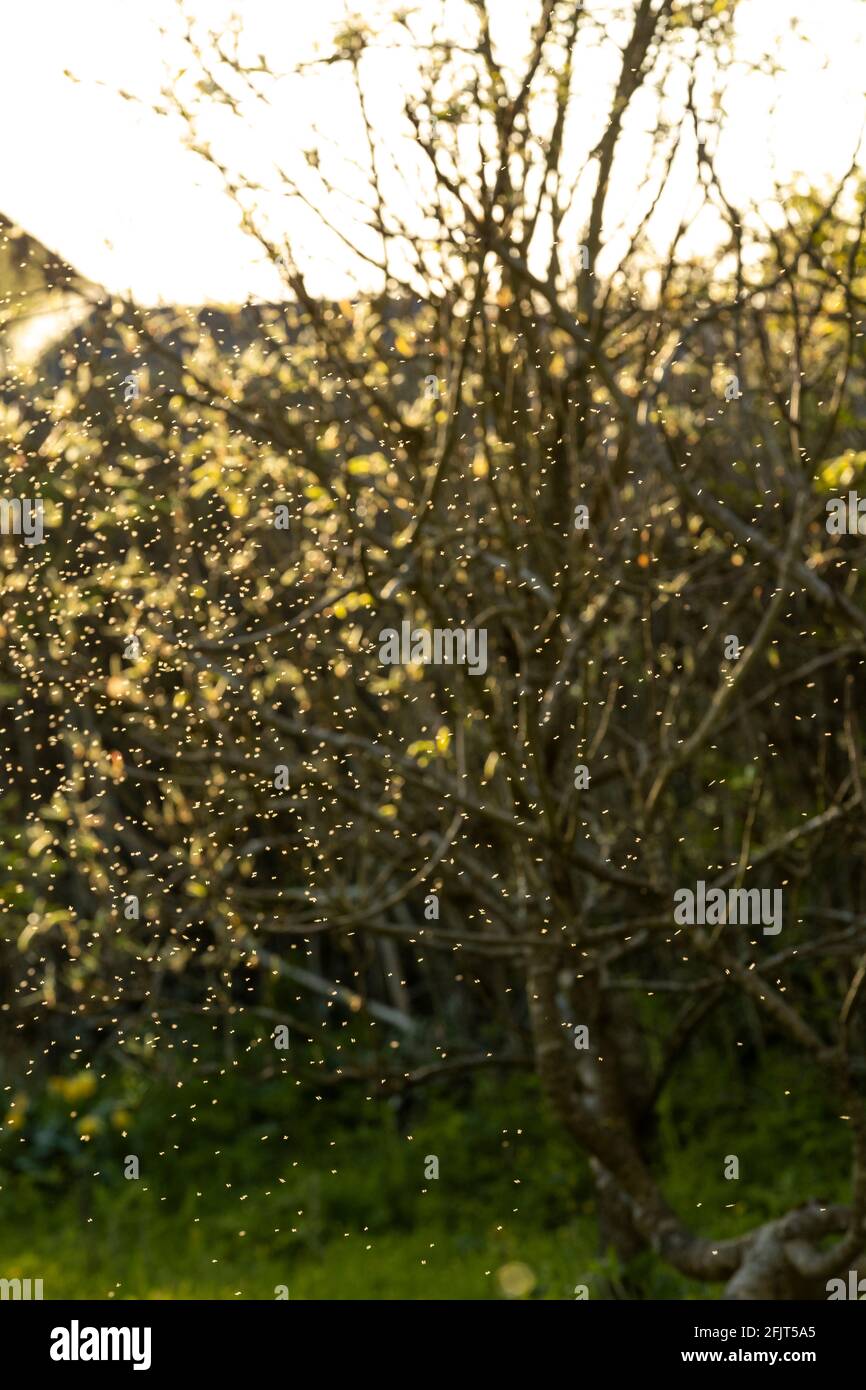 Cloud of midges hi-res stock photography and images - Alamy