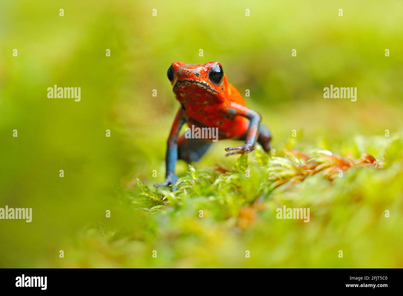 Strawberry Poison Dart Frog Habitat