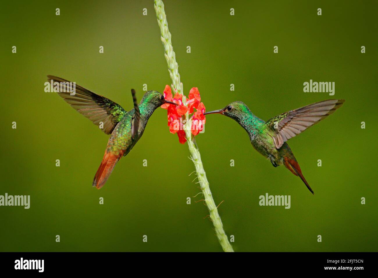 Two birds with red flower. Rufous-tailed Hummingbird, Amazilia tzacatl ...