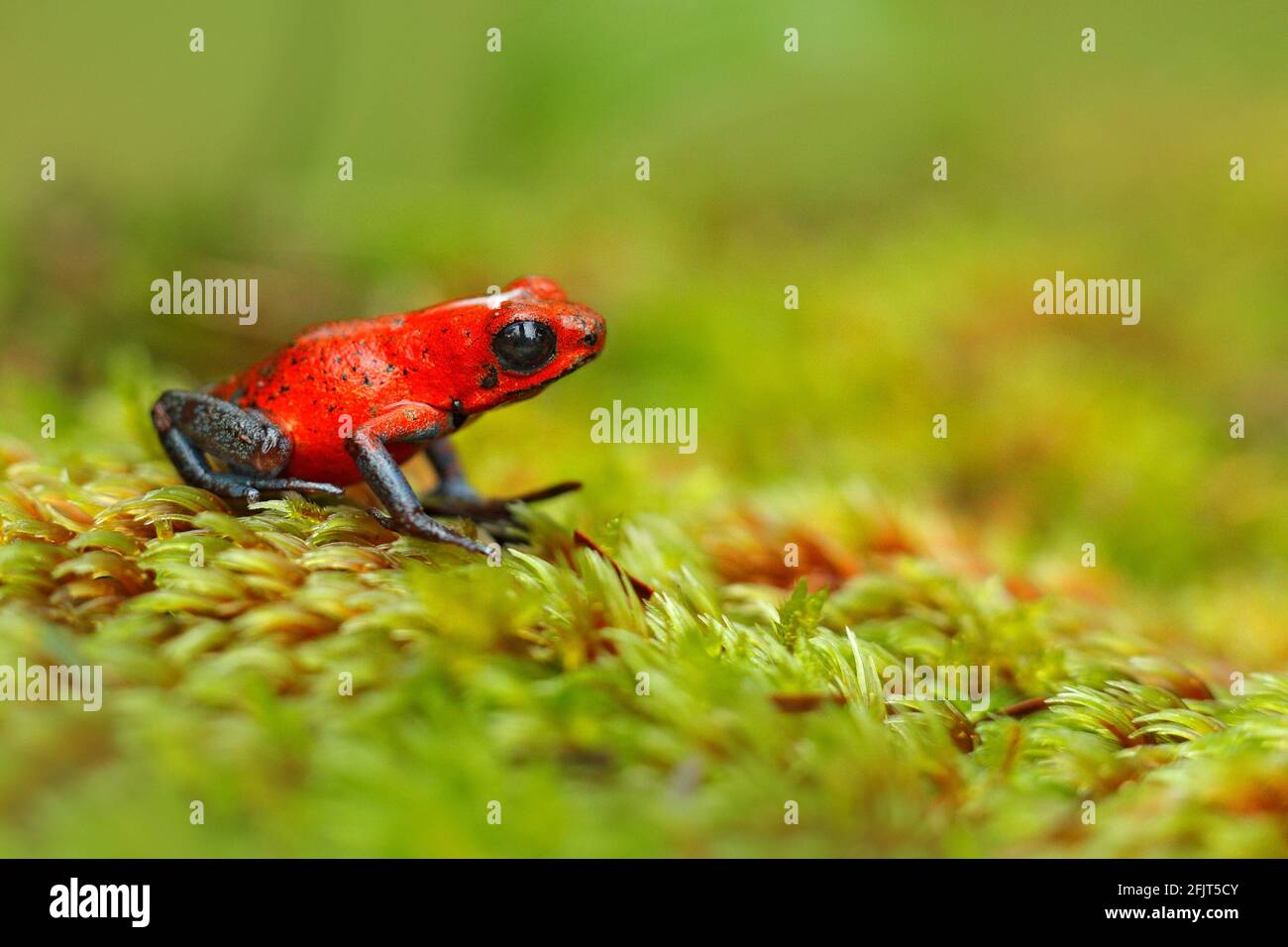 Red Strawberry poison dart frog, Dendrobates pumilio, in the nature ...