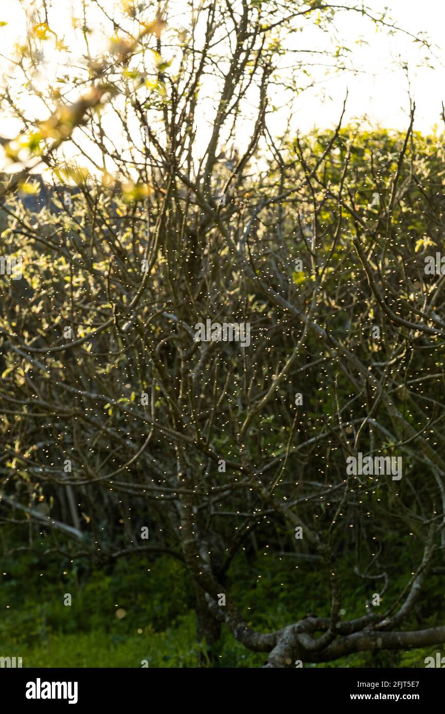 Cloud of midges hi-res stock photography and images - Alamy