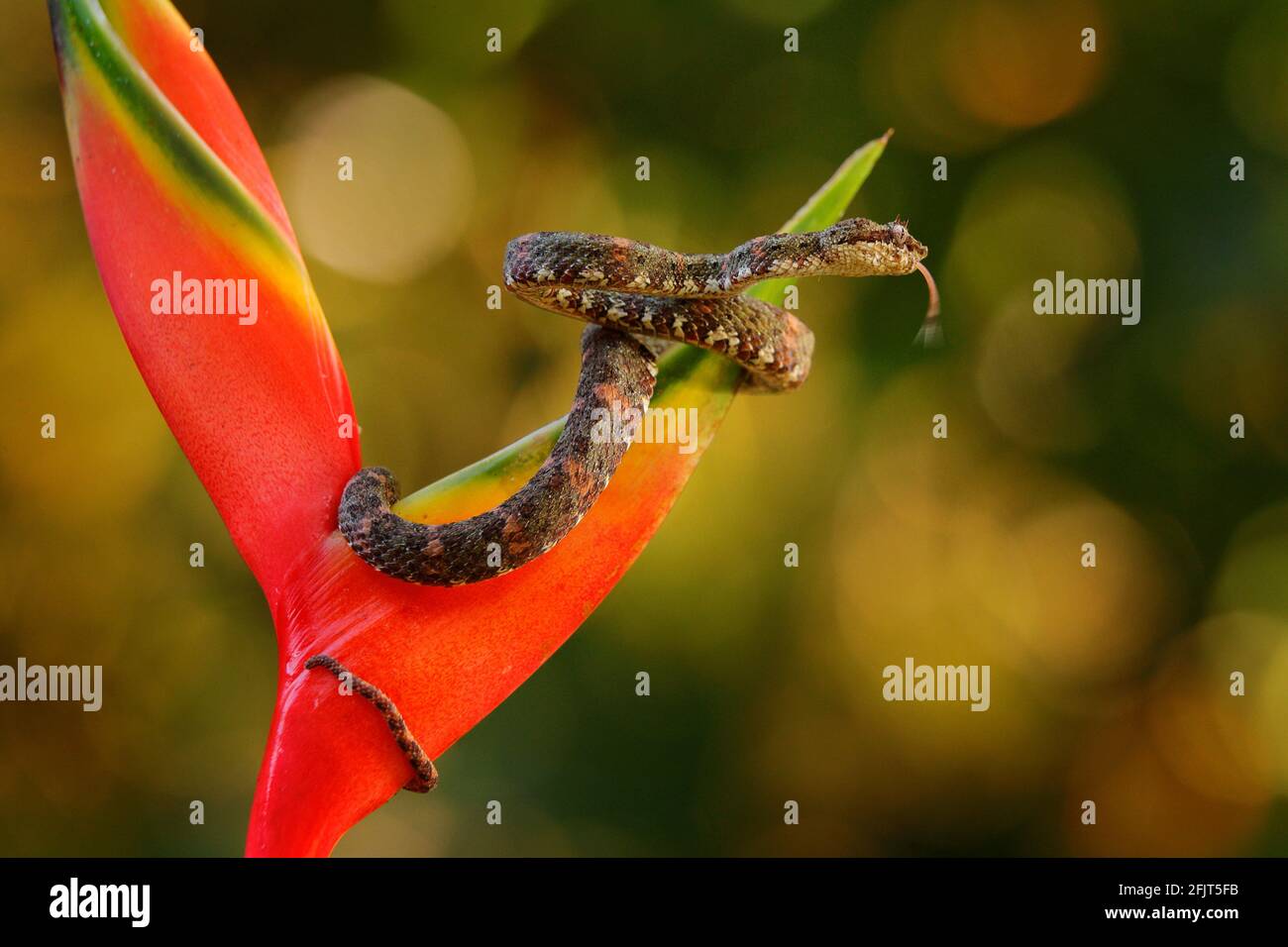 Eyelash Palm Pitviper, Bothriechis schlegeli, on red wild flower ...