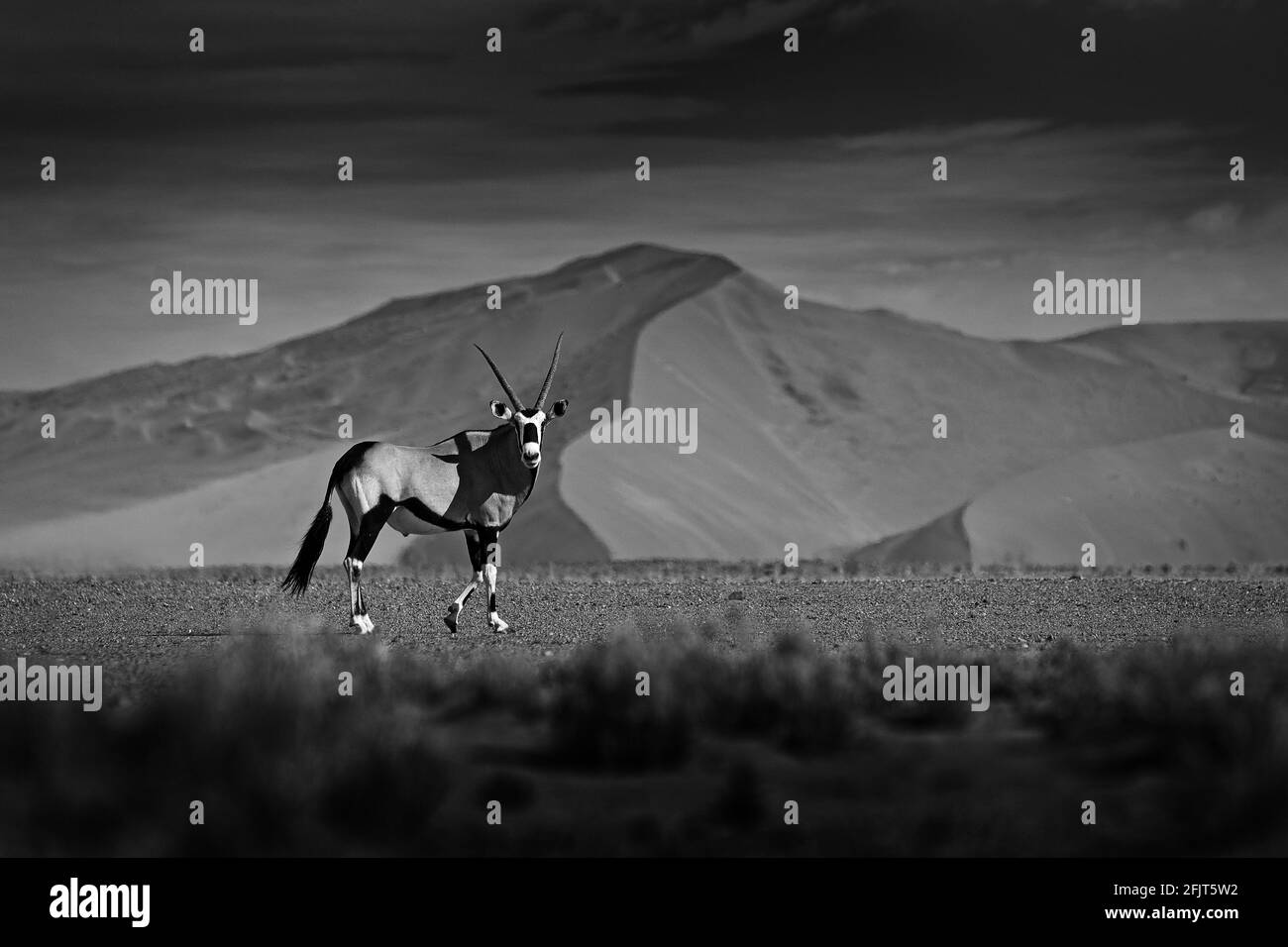 Gemsbok with orange sand dune evening sunset. Gemsbuck, Oryx gazella ...
