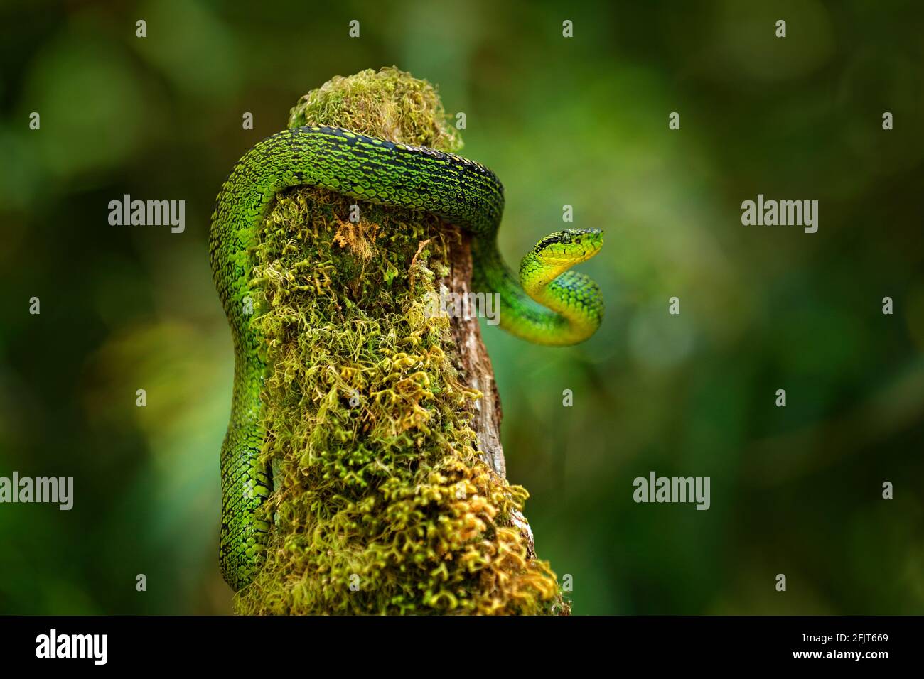 Bothriechis nubestris, Talamancan Palm-Pitviper, nature habitat. Rare ...