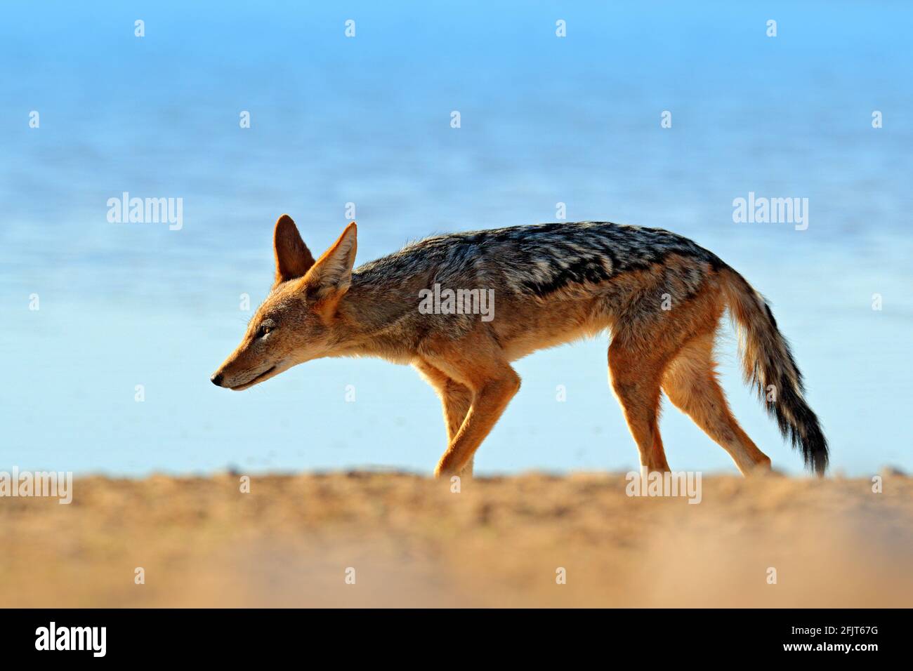 Jackal and evening sunlight. Black-Backed Jackal, Canis mesomelas ...