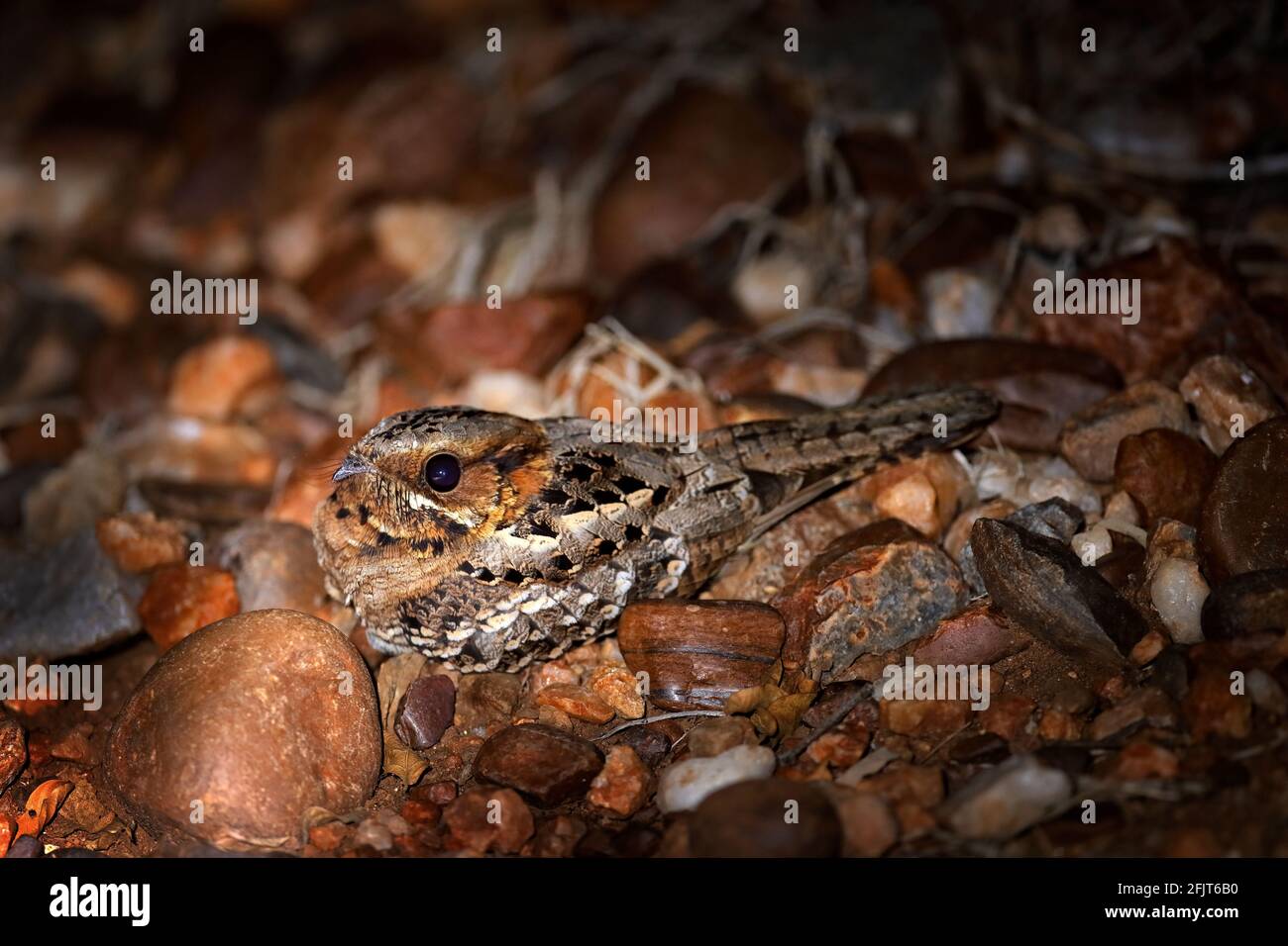 Mozambique Nightjar, Caprimulgus fossii, sitting on the road, Kruger NP ...