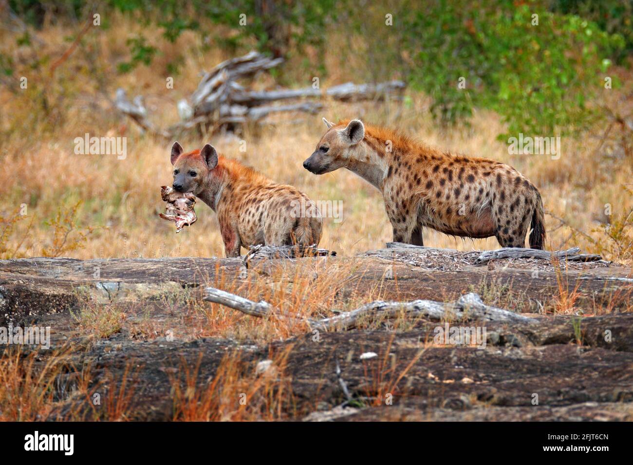 Spotted hyena, Crocuta crocuta, two angry animals with catch. Small ...
