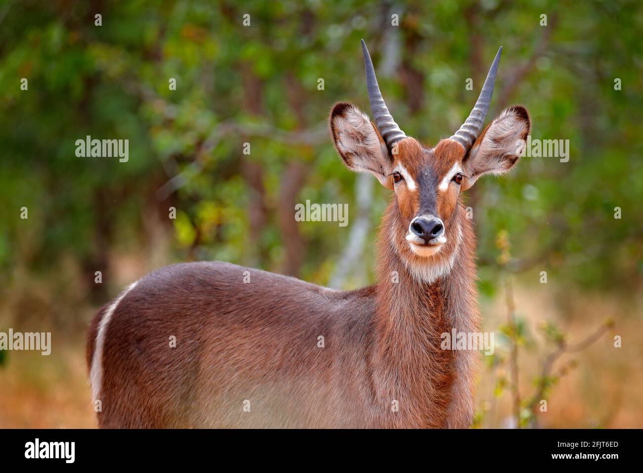 Waterbuck, Kobus ellipsiprymnus, large antelope in sub-Saharan Africa ...